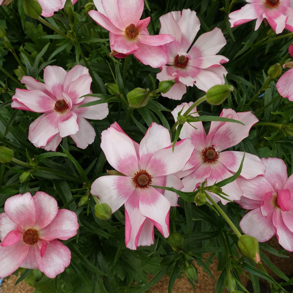 Ranunculus-Butterfly-Lycia-13-1 – Monarch Flowers