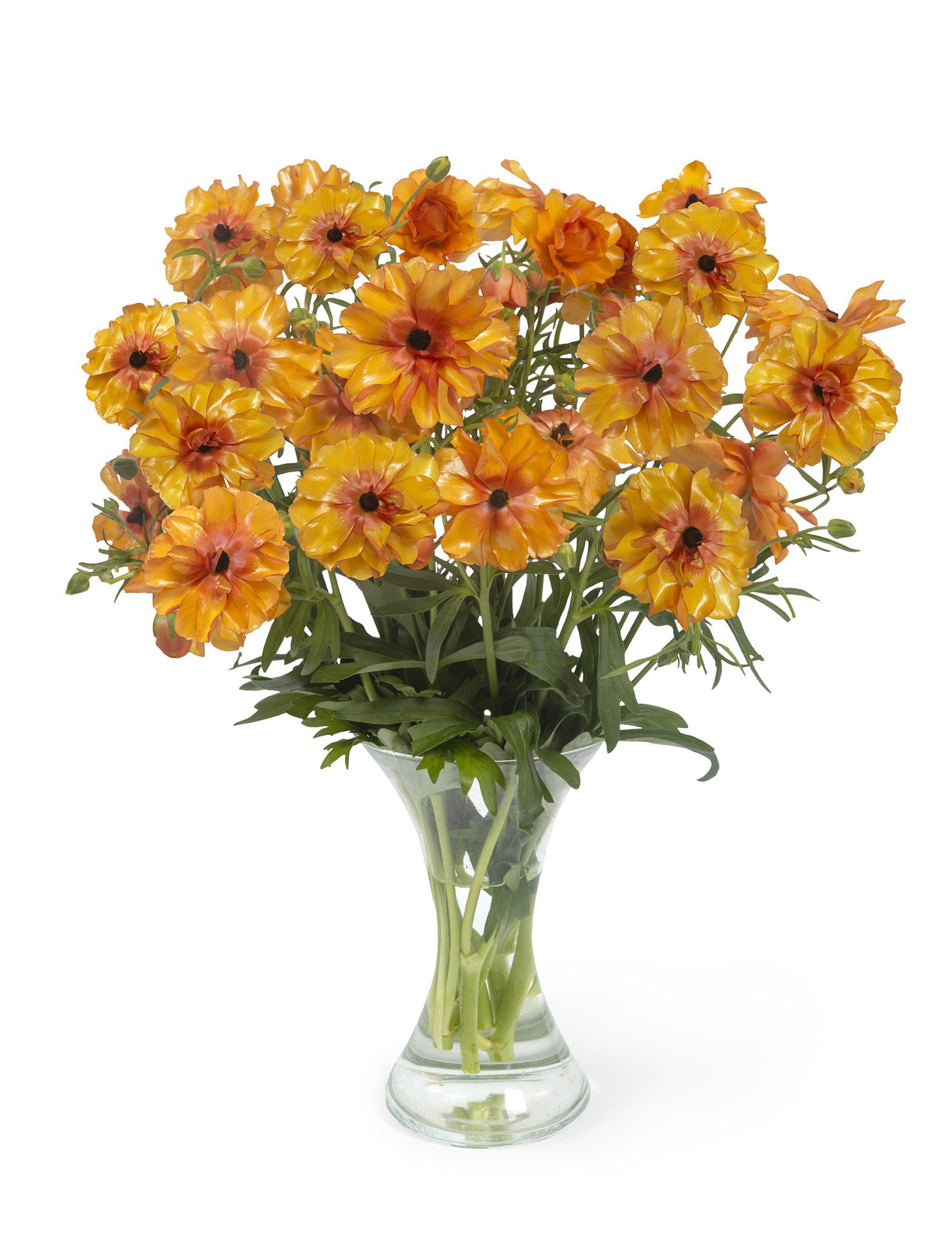 Ranunculus Butterfly™ – Monarch Flowers